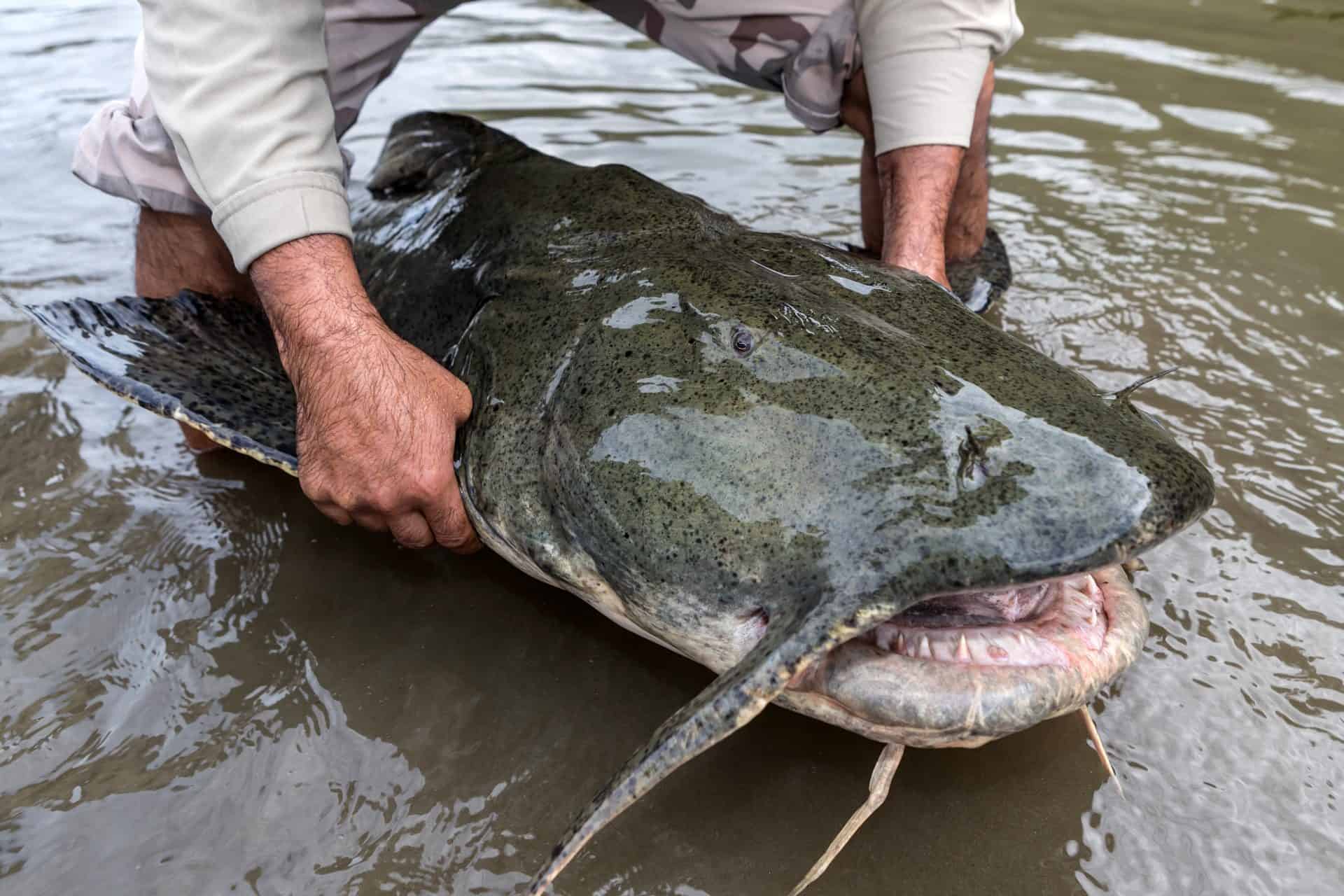 Goonch Catfish | Bucket List Fish Species