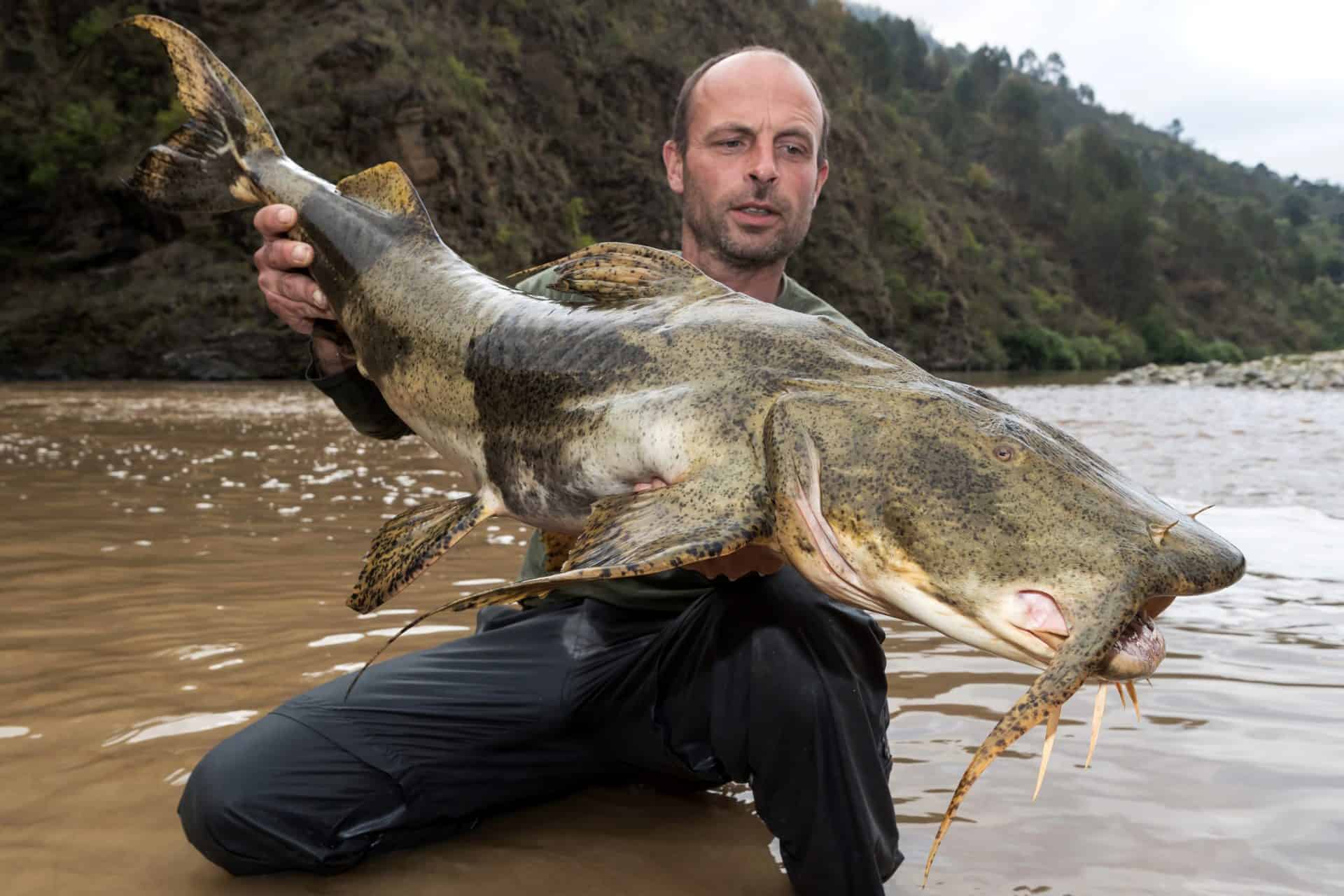 Goonch Catfish | Bucket List Fish Species