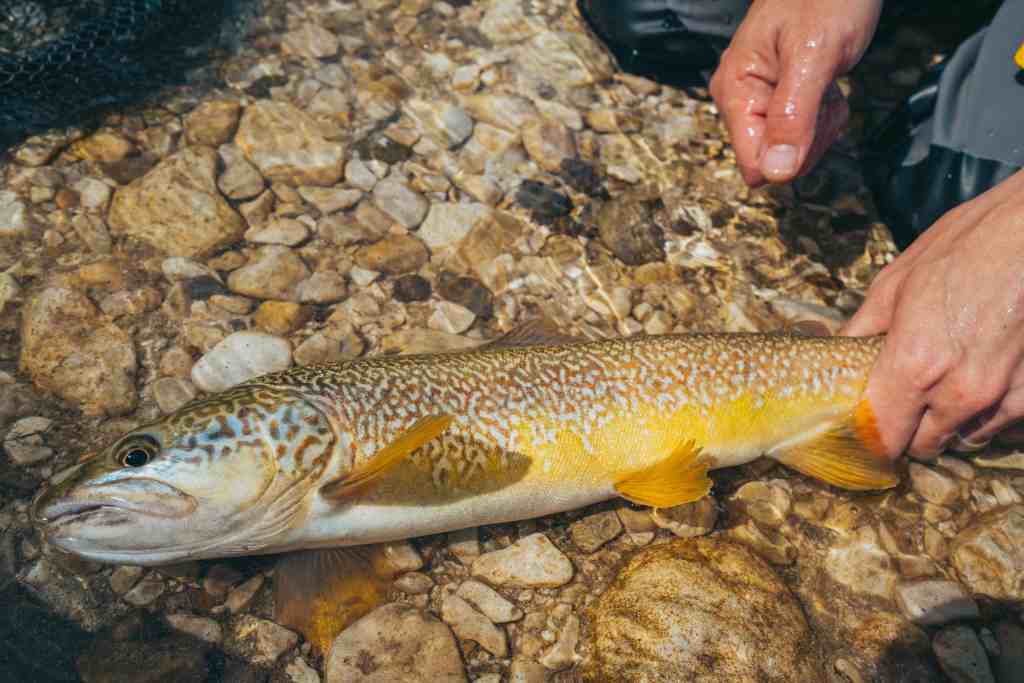 Marble Trout: The Crown Jewel of Slovenia | Bucket List Fishing Trips