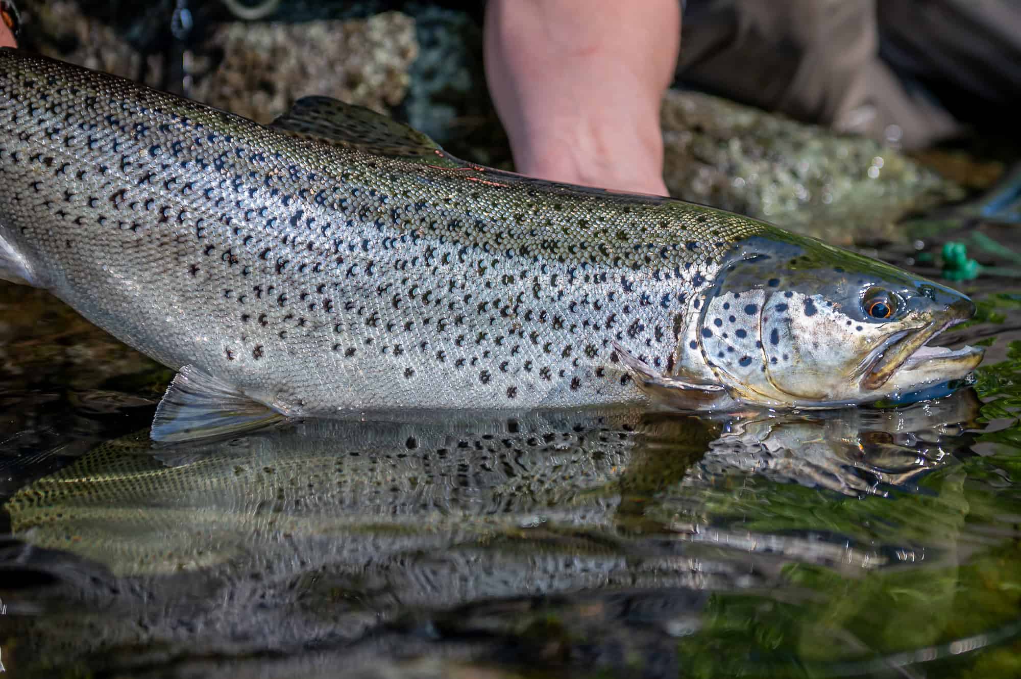 Finnish Troutland | Fly Fishing Finland | Bucket List Fishing Trips