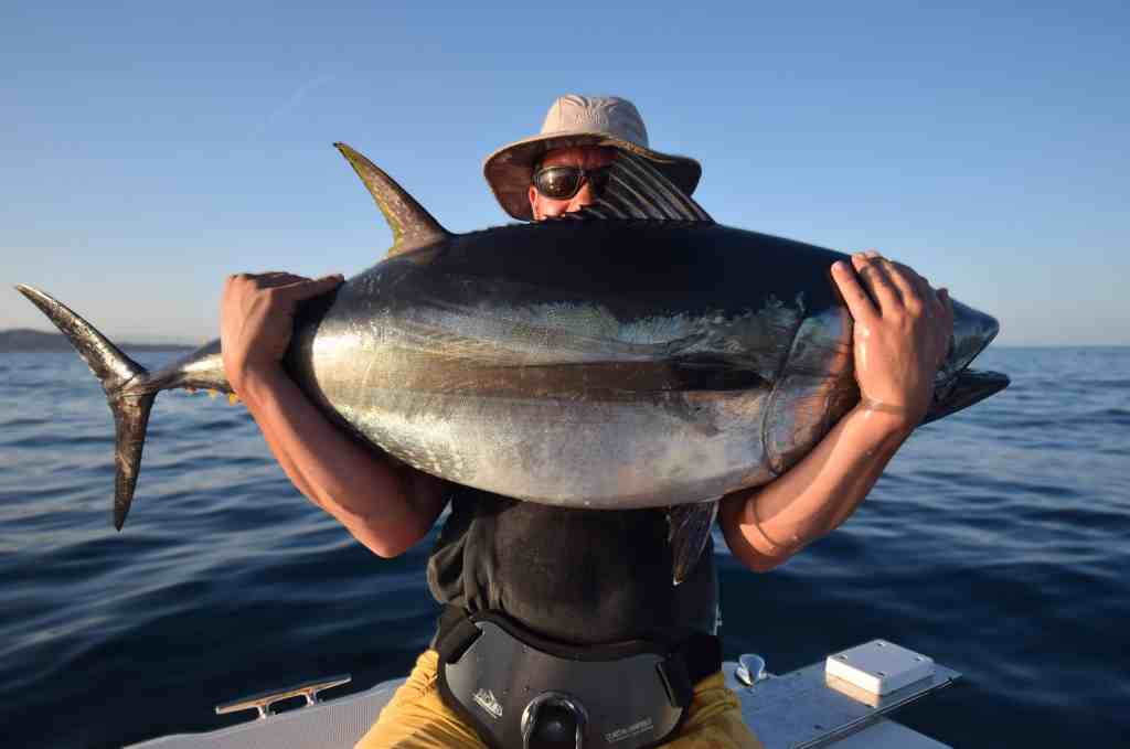 Bluefin Tuna | Bucket List Fish Species