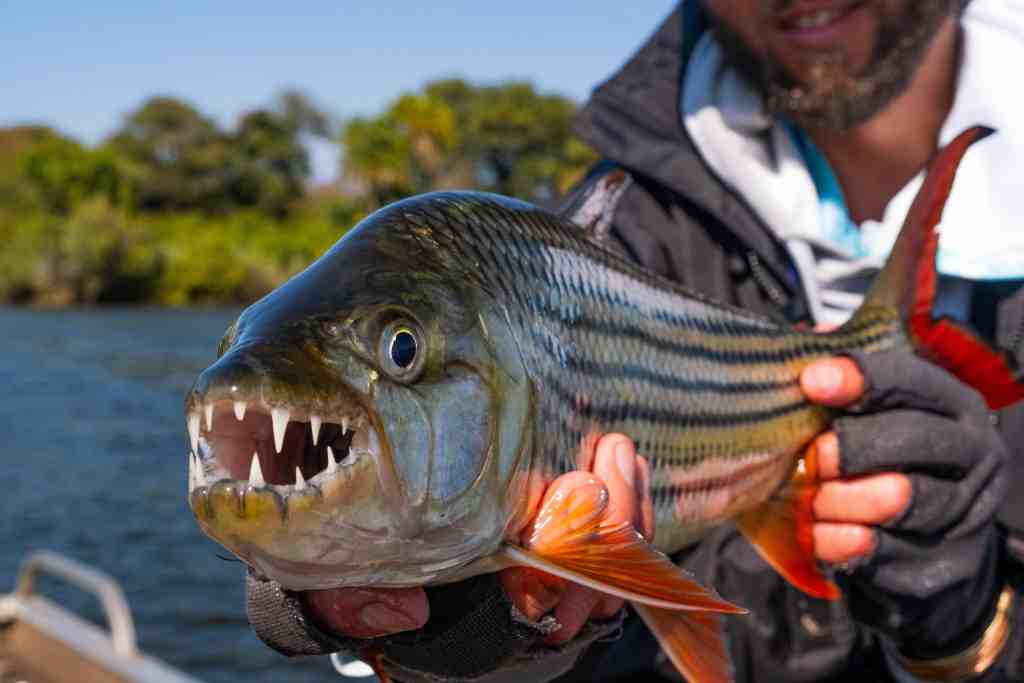 Tigerfish | Bucket List Fish Species